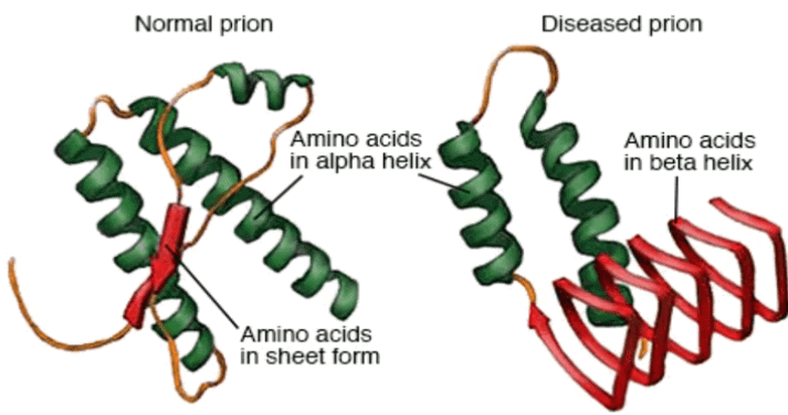 Viruses, Viroid, Prions and Lichens - Biology for JAMB PDF Download