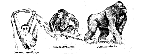 Human Evolution (Part - 1) - Notes, Botany, Class 12 PDF Download