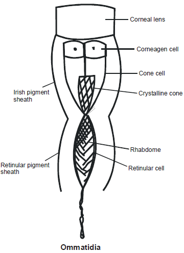 Respiratory and Nervous Systems: Cockroach - Additional Study Material ...