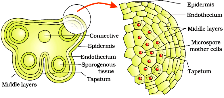 Detailed Notes for NEET: Sexual Reproduction in Flowering Plants ...