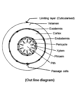 Anatomy of Monocot and Dicot Plants: Root, Stem and Leaf - Biology ...