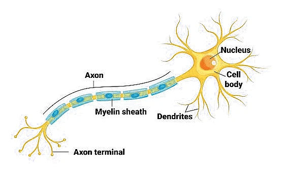 Important Diagrams: Structural Organisation in Animals - Biology Class ...