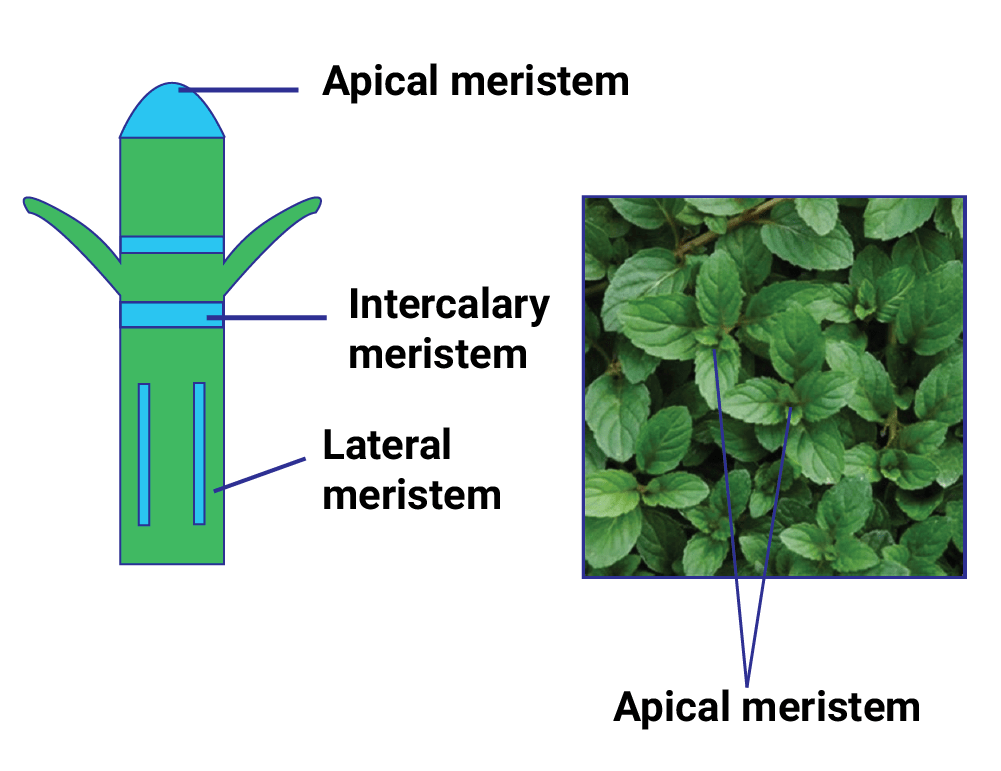 Tissues Capsule Course Of Botany For NEET PDF Download tissues-capsule-course-of-botany-for-neet-pdf-download