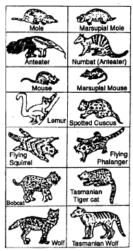 Evidences of Organic Evolution (Part - 2) - Notes, Botany, Class 12 PDF ...