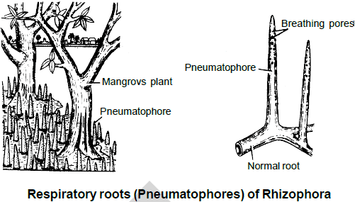 Modification of Root, Stem and Leaf - Morphology of Plants, Class 11 ...