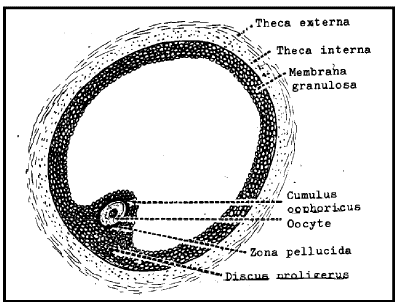 Follicular Phase - Additional Study Material for NEET PDF Download