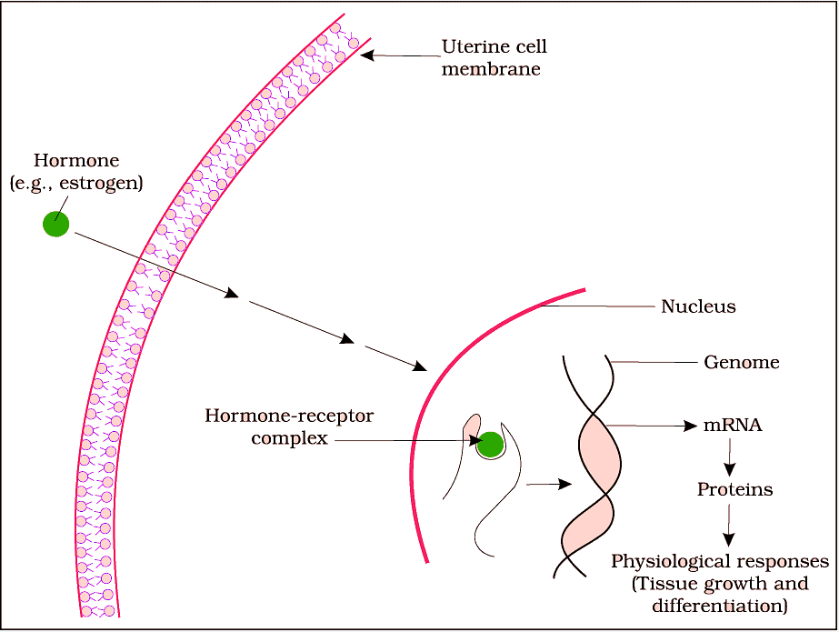 Important Diagrams: Chemical Coordination and Integration - Biology ...