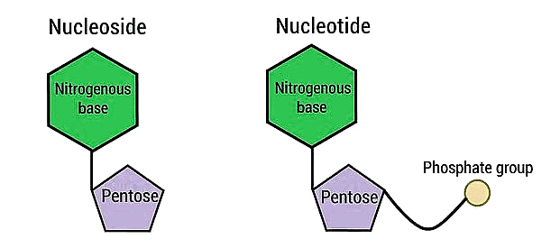 Important Diagrams: Biomolecules - Biology Class 11 - NEET PDF Download