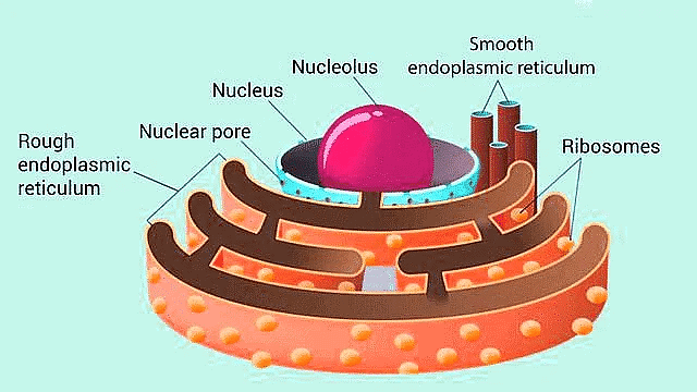Important Diagrams: Cell - The Unit of Life - Biology Class 11 - NEET ...