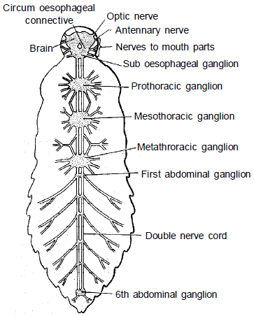 Respiratory and Nervous Systems: Cockroach - Additional Study Material ...