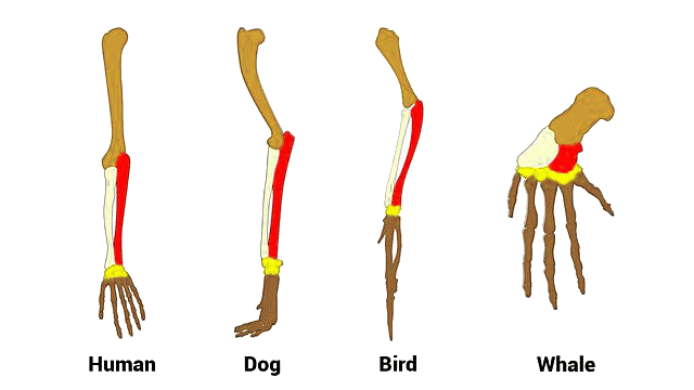 Important Diagrams: Evolution - Biology Class 12 - NEET PDF Download