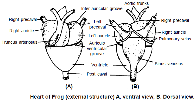 Circulatory System: Frog - Additional Study Material for NEET PDF Download