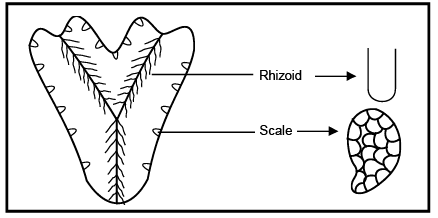 Bryophyta - Plant Kingdom, Class 11, Biology PDF Download