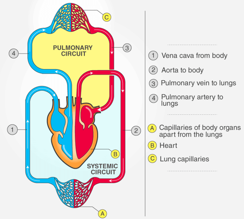 Double Circulation and Disorders of Circulatory System - Biology Class ...