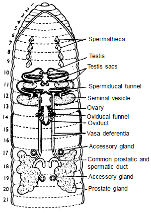 Earthworm: Morphology & Anatomy - Notes | Study Biology Class 11 - NEET