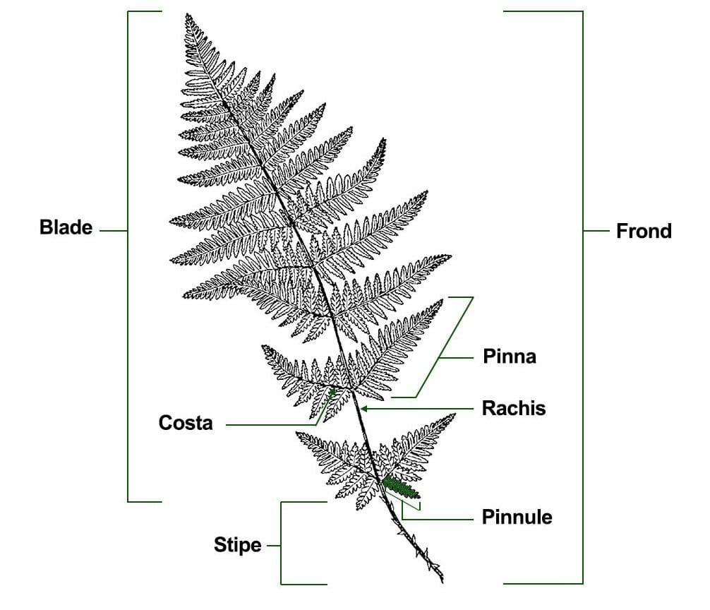 Pteridophytes | NEET Foundation - Class 9