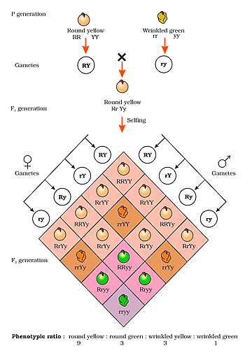 Important Diagrams: Principles of Inheritance and Variation - Biology ...