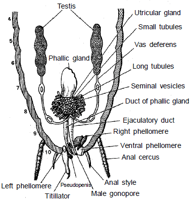 Female Cockroach Diagram