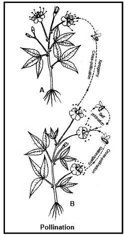 Reproduction in Plant (Part - 4) - Notes, Botany, Class 12 PDF Download