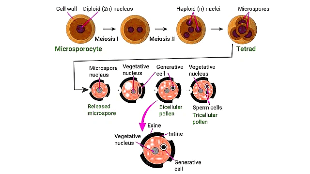Important Diagrams: Sexual Reproduction in Flowering Plants - Biology ...