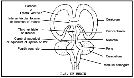 The Human Brain - Biology Class 11 - NEET PDF Download