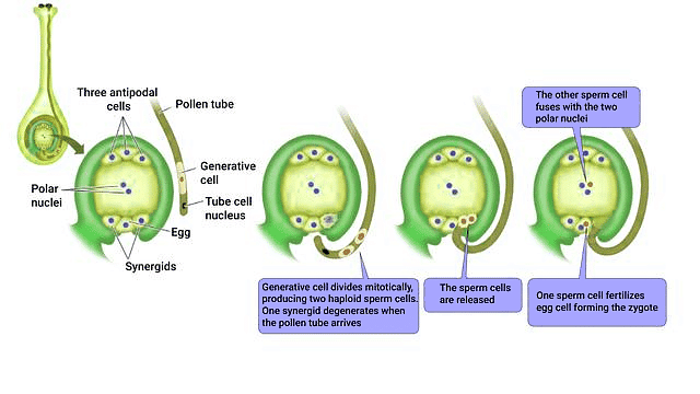 Important Diagrams: Sexual Reproduction in Flowering Plants - Biology ...