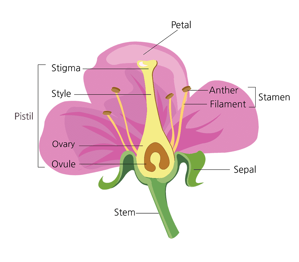 The Flower Parts Functions Biology Class 11 NEET The Flower Parts Functions Biology Class 11 NEET
