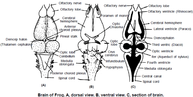 Excretory and Nervous Systems: Frog - Additional Study Material for NEET PDF Download