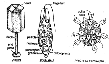 Evidences of Organic Evolution (Part - 2) - Notes, Botany, Class 12 PDF ...