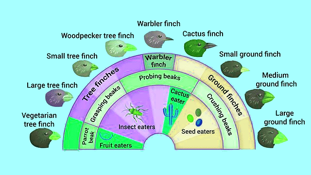 Important Diagrams: Evolution - Biology Class 12 - NEET PDF Download