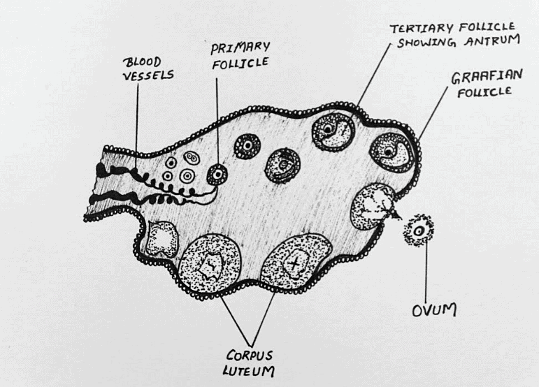 Most Important Diagrams Class 12 Biology (Zoology) for NEET 2025 ...