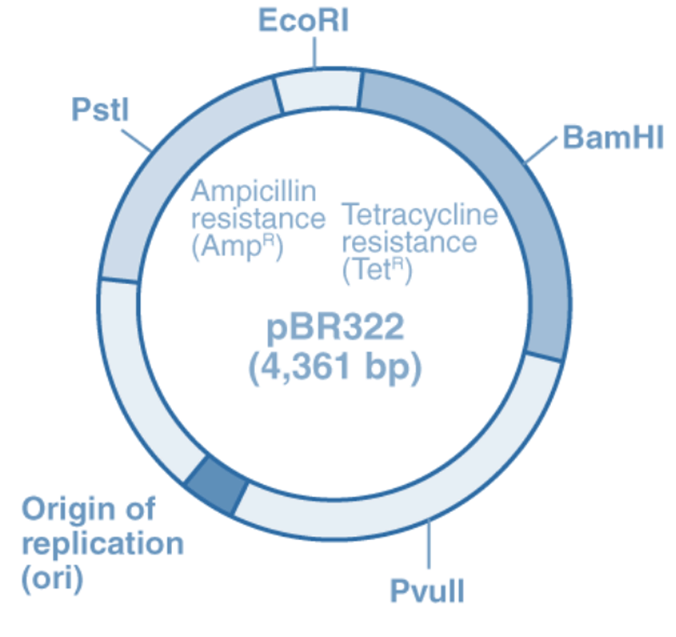 Most Important Diagrams Class 12 Biology (Zoology) for NEET 2025 ...