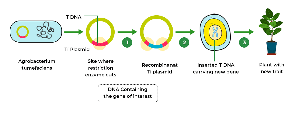 Most Important Diagrams Class 12 Biology (Zoology) for NEET 2025 ...