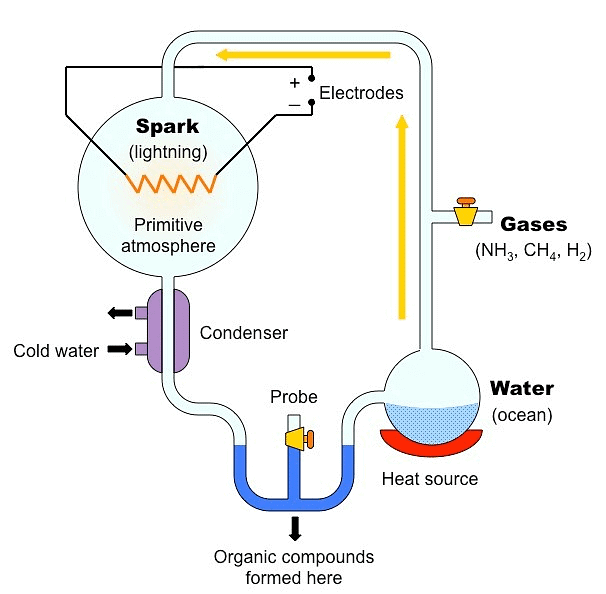 Most Important Diagrams Class 12 Biology (Zoology) for NEET 2025 ...