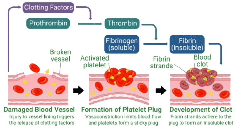 Mnemonics: Body Fluids and Circulation - Biology Class 11 - NEET PDF ...