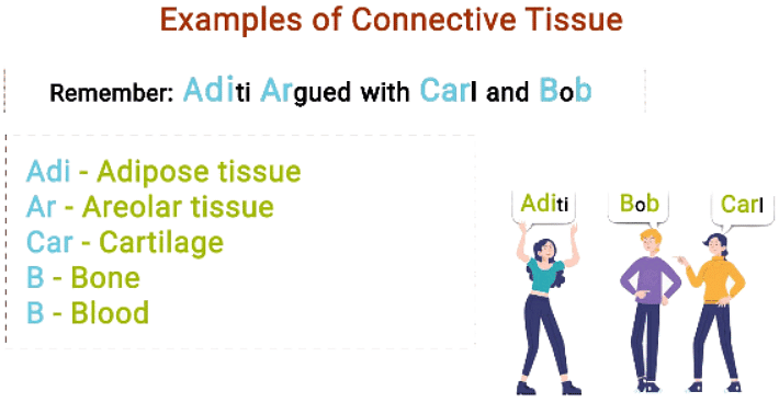 Mnemonics: Structural Organisation in Animals - Biology Class 11 - NEET ...