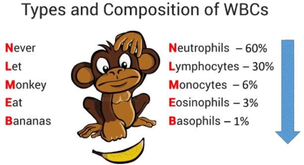 Mnemonics: Body Fluids and Circulation - Biology Class 11 - NEET PDF ...