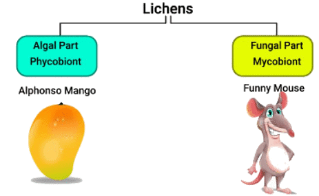 Mnemonics: Biological Classification - Biology Class 11 - NEET PDF Download