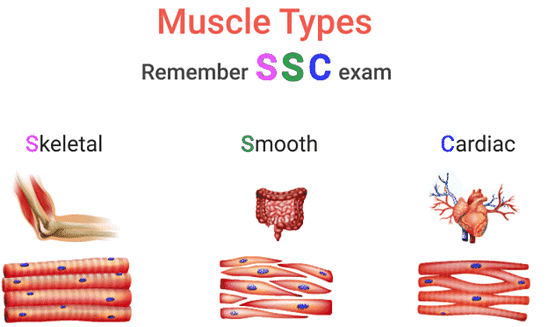 Mnemonics: Structural Organisation in Animals - Biology Class 11 - NEET ...