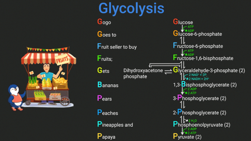 Respiratory Mnemonics