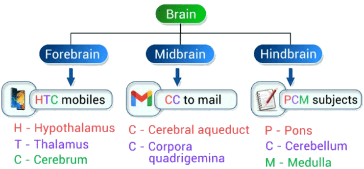Mnemonics: Neural Control and Coordination - Biology Class 11 - NEET ...