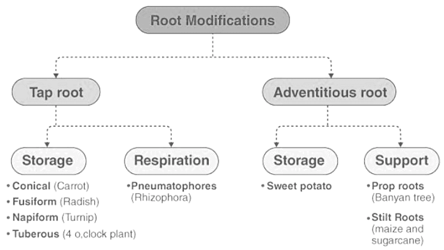 Mnemonics: Morphology of Flowering Plants - Biology Class 11 - NEET PDF ...
