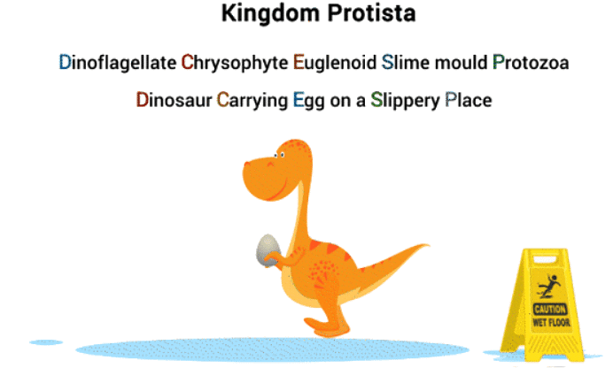 Mnemonics: Biological Classification - Biology Class 11 - NEET PDF Download