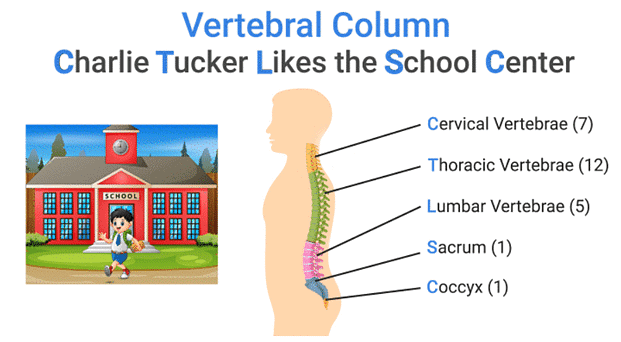 Mnemonics: Locomotion and Movement - Biology Class 11 - NEET PDF Download
