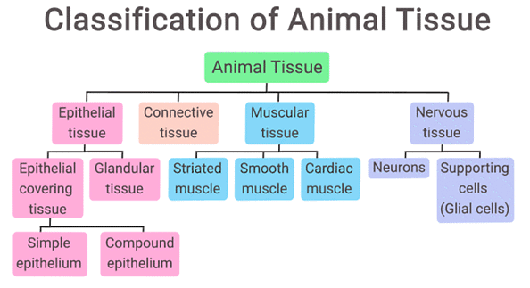 Mnemonics: Structural Organisation in Animals - Biology Class 11 - NEET ...