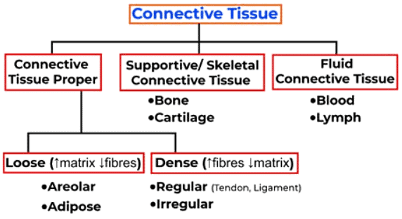 Connective Tissue Types Chart