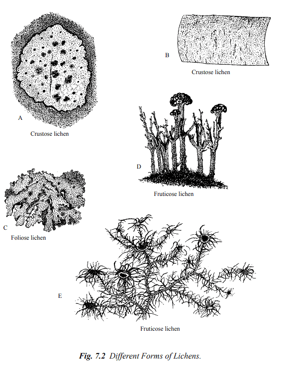 Structure and Reproduction Fungi and Lichens - Botany Optional for UPSC PDF Download