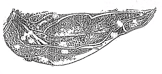 Paranasal Sinuses of OX - Animal Husbandry and Veterinary Science ...