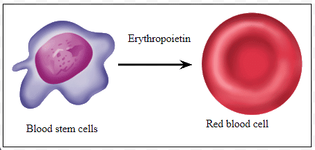 Erythropoiesis: Hematology - Medical Science Optional Notes for UPSC ...