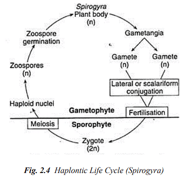 Structure and Reproduction Algae - Botany Optional for UPSC PDF Download